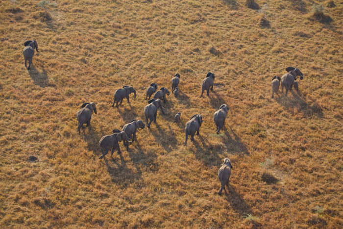 Counting Wildlife - Grumeti Fund