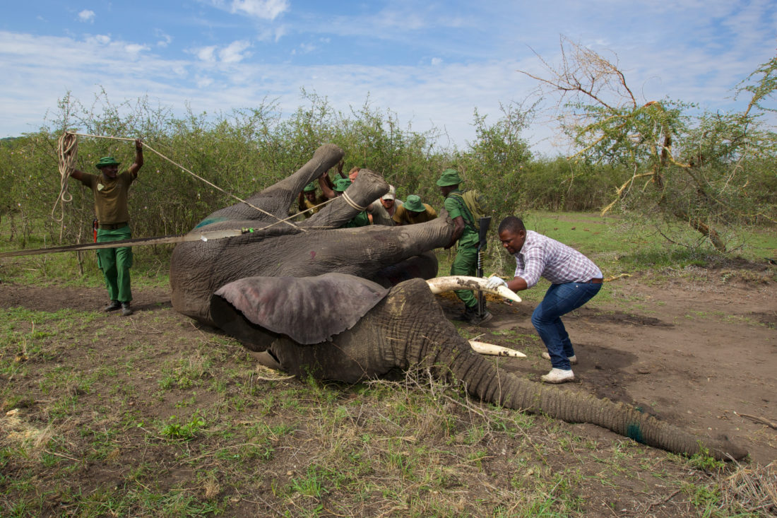 An Elephant’s Rescue – Grumeti Fund