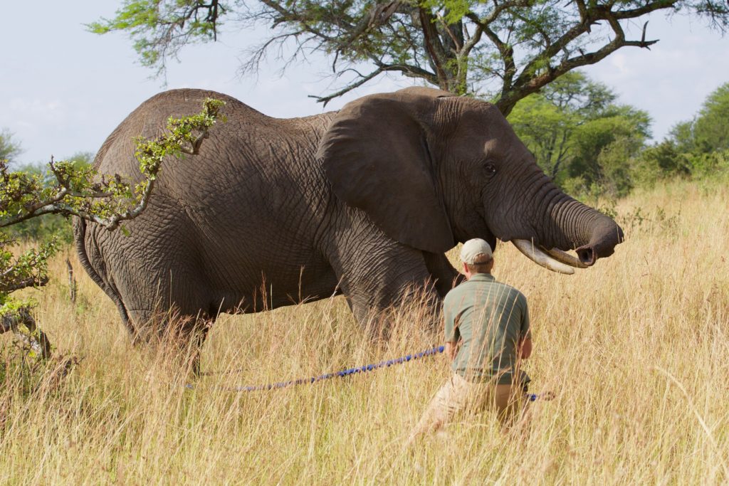Elephant Collaring – Phase One – Grumeti Fund