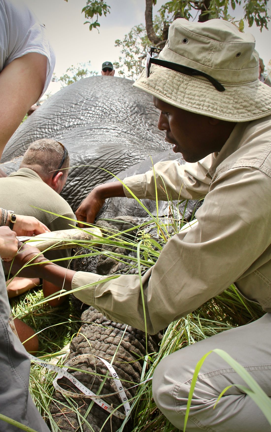 Elephant Collaring – Phase One – Grumeti Fund