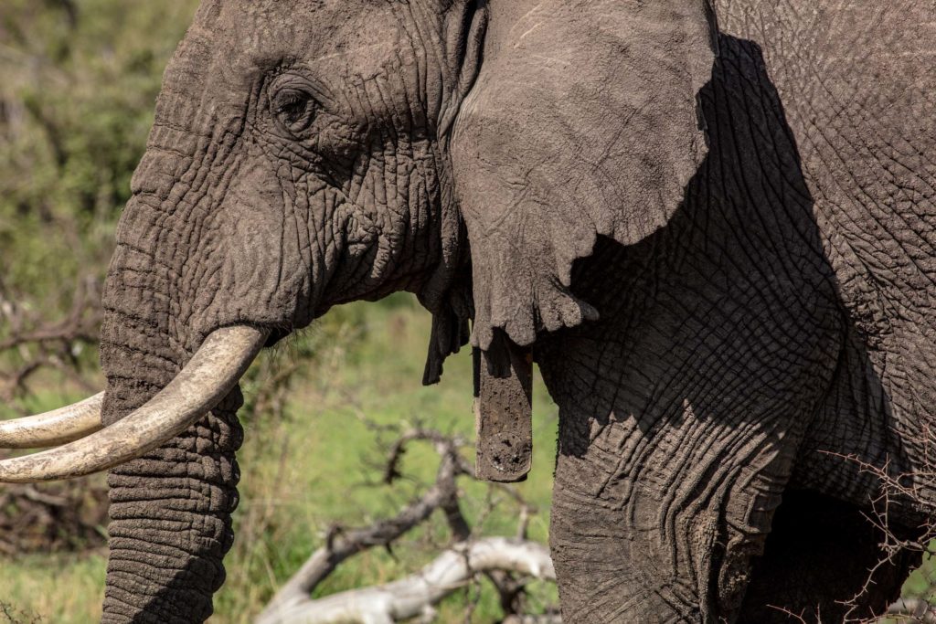 Elephant Collaring – Phase One – Grumeti Fund