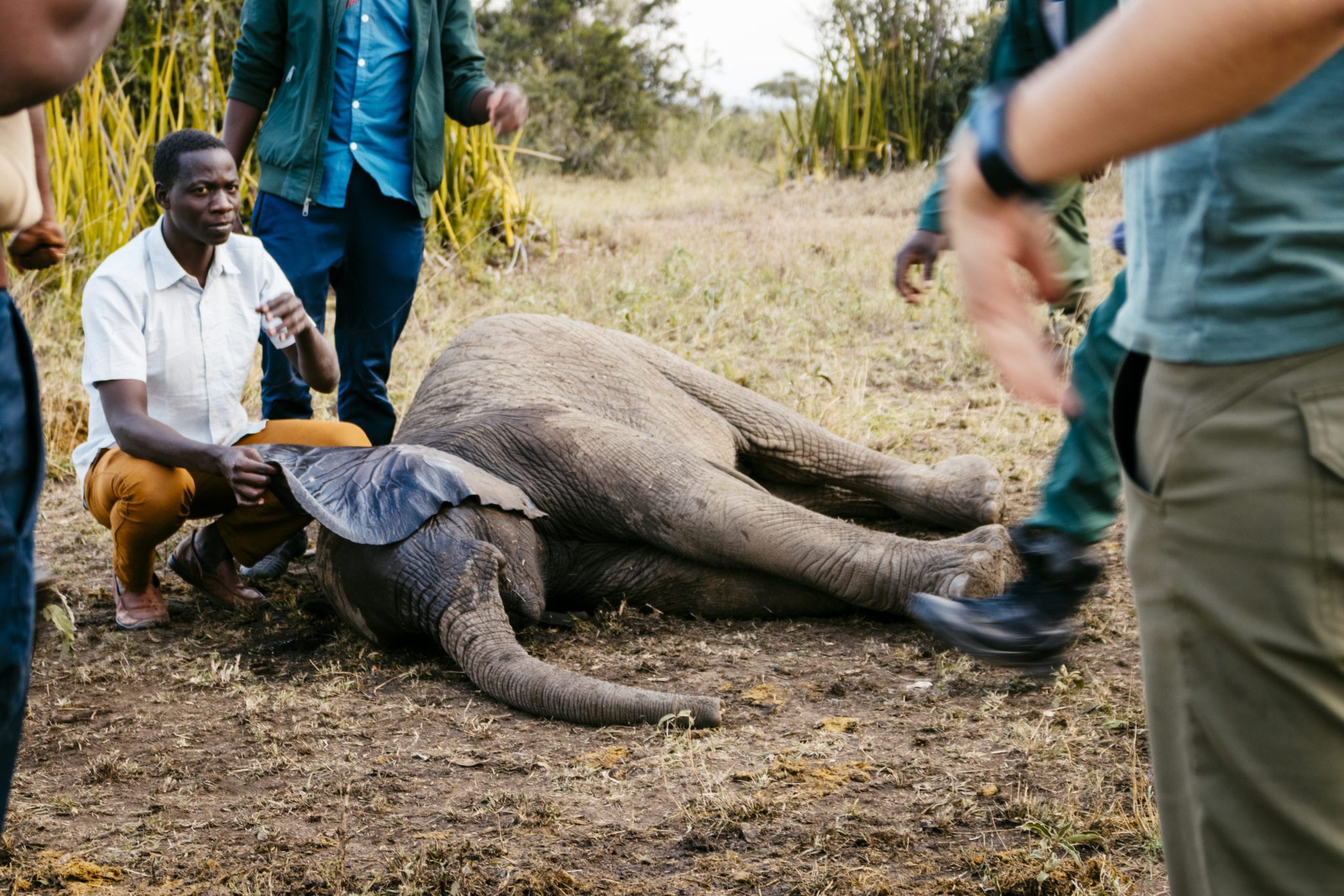 Have you ever seen an elephant cry? – Grumeti Fund
