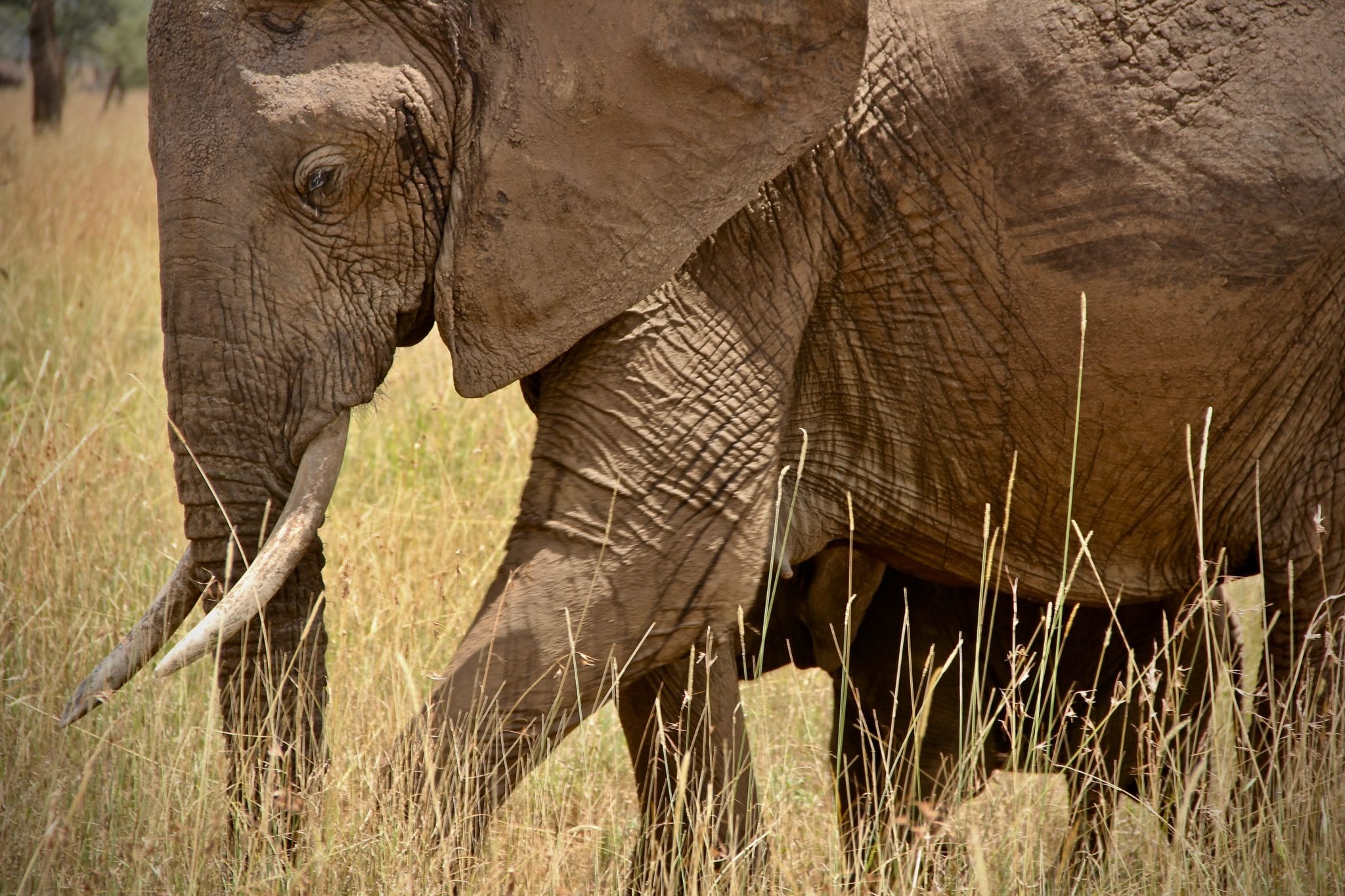 Have you ever seen an elephant cry? – Grumeti Fund