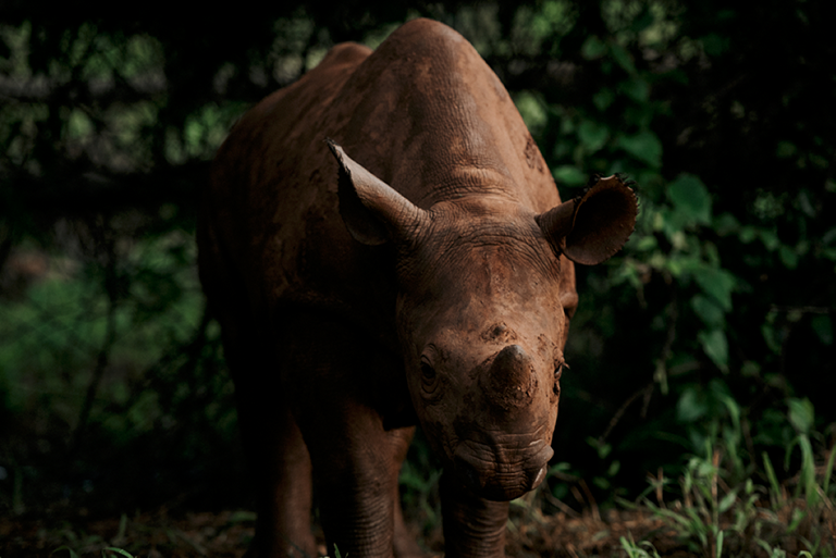 Zaituni, The Orphaned Rhino - Grumeti Fund